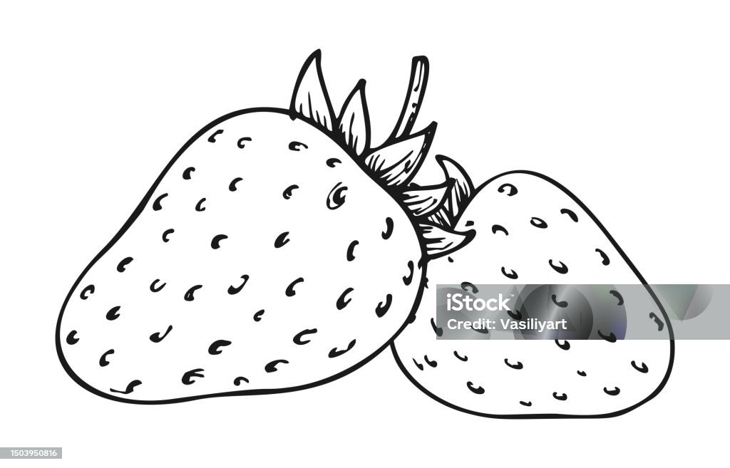 Strawberry Coloring Book Whole Ripe Sweet Fruit Stock Illustration