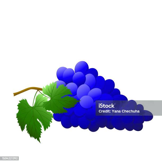 Grappe De Raisin Bleu Avec Baies Et Feuilles Isolées Sur Fond Blanc Pour La Nature Ou La