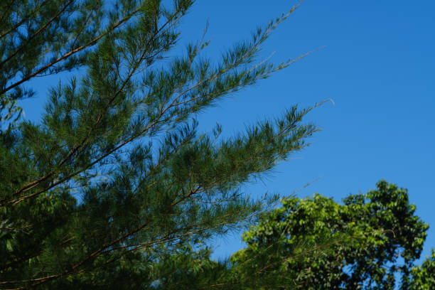Free picture: Group of trees bending on wind with blue sky and clouds