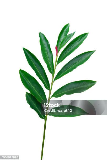 Pola Daun Hijau Daun Bunga Jahe Merah Tropis Terisolasi Pada Latar