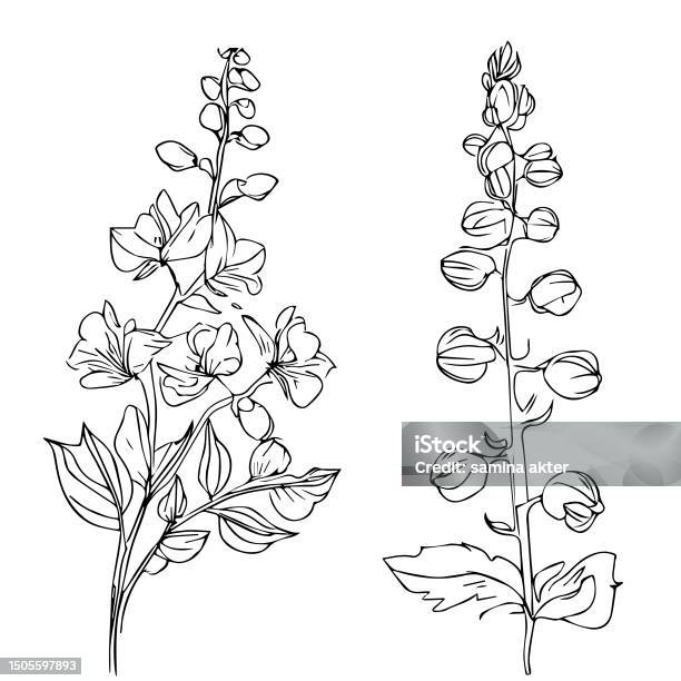 Small Minimalist Larkspur Tattoo Pencil Delphinium Drawing Outline
