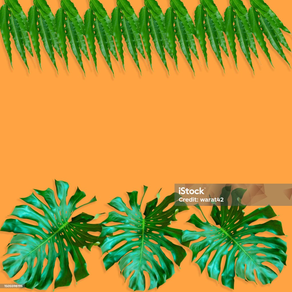 Green Palm Leaves Pattern For Nature Concept Tropical Leaf On Orange