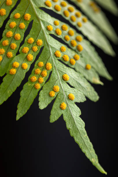 Free Stock Photo of Fern Spores Detail | Download Free Images and Free ...