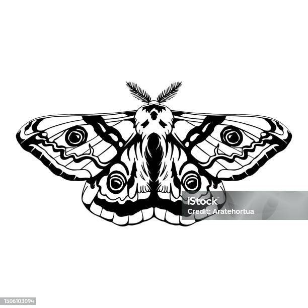 Vector Beautiful Emperor Moth Cartoon Illustration Isolated Stock Illustration Download Image