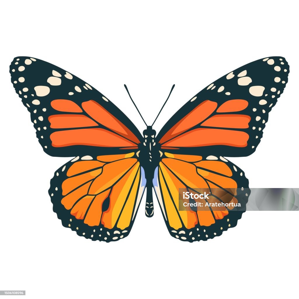 Vector Beautiful Monarch Butterfly Cartoon Illustration Isolated向量圖形及更多