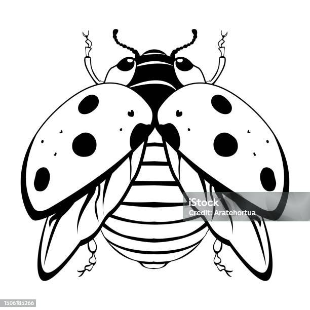 Vector Cartoon Ladybug Beetle Character Isolated Illustration Stock