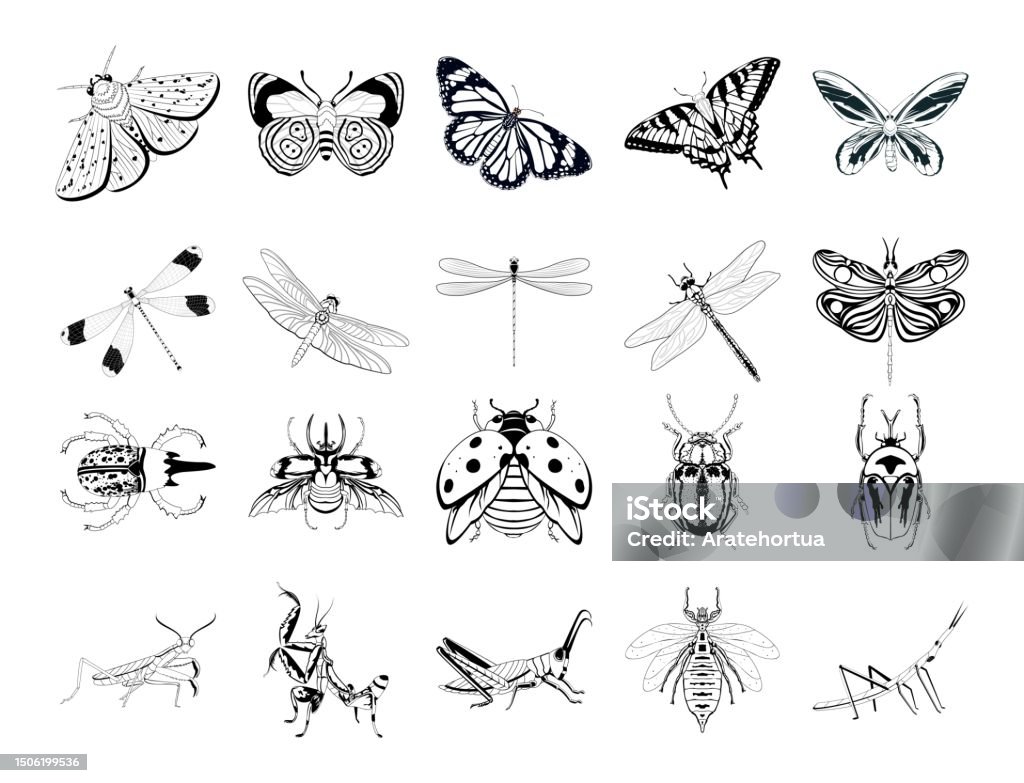Set Vector Cartoon Entomology Insects Character Isolated Illustration