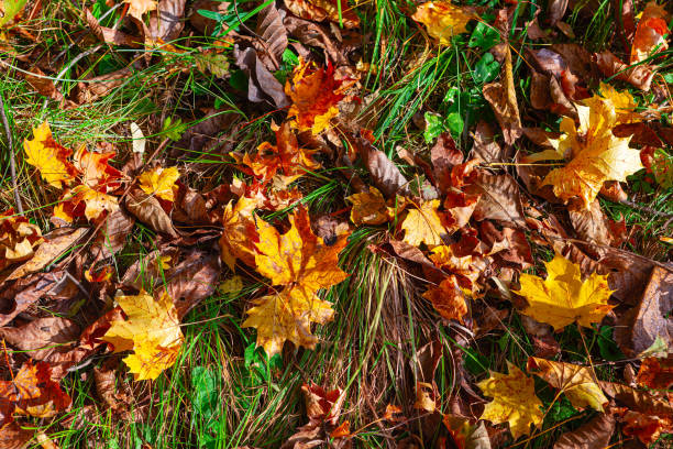 Free picture: Dark red grass in autumn season with dry maple leaves
