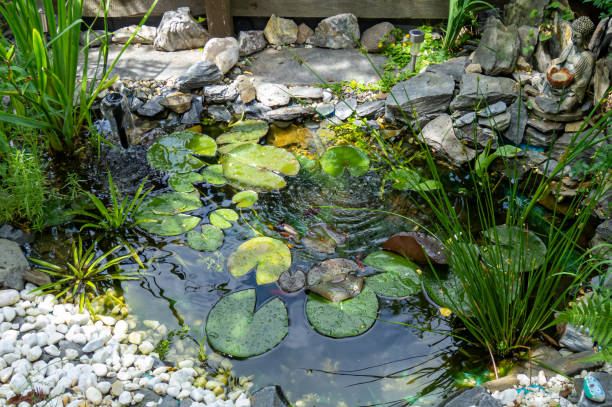 Free small pond stock photos. Download the best free small pond images ...
