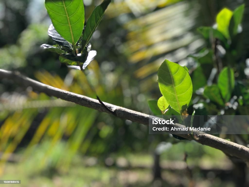 Daun Dan Batang Pohon Latar Belakang Alam Foto Stok Unduh Gambar