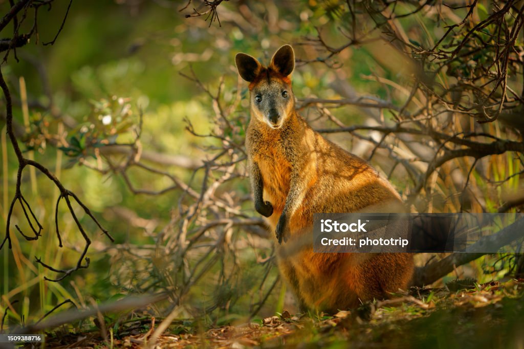 Swamp Wallaby Wallabia Bicolor Small Macropod Marsupial Of Eastern