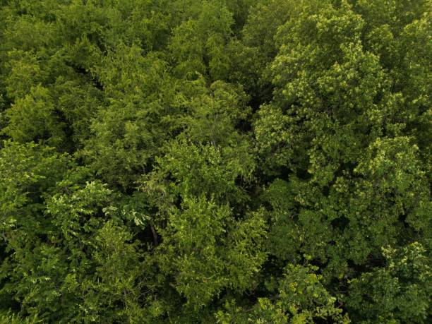 Free Stock Photo of Dense Cluster of Trees in Forest | Download Free ...