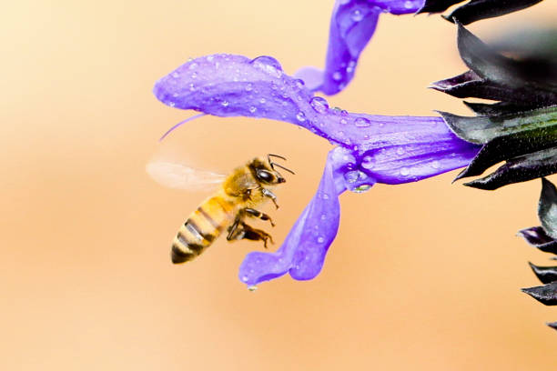 Free Stock Photo of Bees landing on flower | Download Free Images and ...