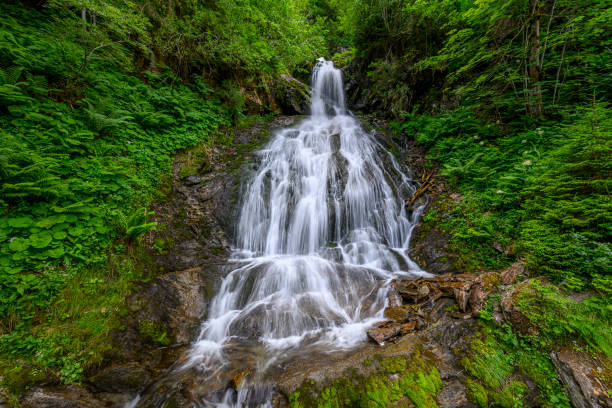 Free Stock Photo of Small Waterfall Surrounded by Lush Green Trees ...