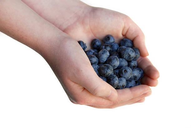 Free Stock Photo of Hands filled with blueberries | Download Free ...