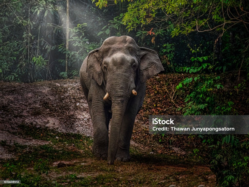 Title Majestic Asian Elephant Strolling Through The Enchanting Forest ... Title Majestic Asian Elephant Strolling Through The Enchanting Forest ...