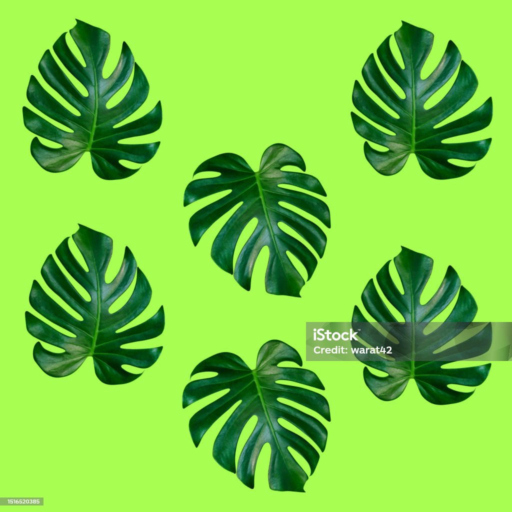 Green Palm Leaves Pattern For Nature Concept Tropical Leaf On Green