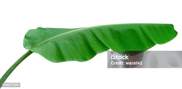 Pola Daun Hijau Daun Pisang Terisolasi Pada Latar Belakang Putih