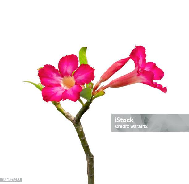 Desert Rose Flower Or Adenium Isolated On White Background 照片檔及更多 杜鵑花