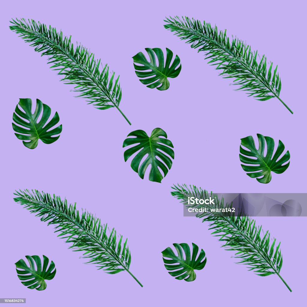 Green Palm Leaves Pattern For Nature Concepttropical Leaf On Purple