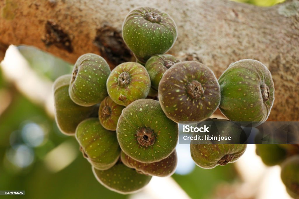 Tandan Buah Ara Organik Segar Di Pohon Adalah Buah Ficus Carica Yang Dapat Dimakan Foto Stok