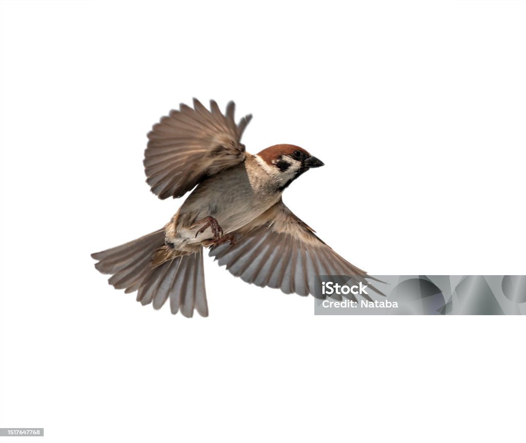Bird Sparrow Flies With Wings And Feathers Spread Wide Against A White