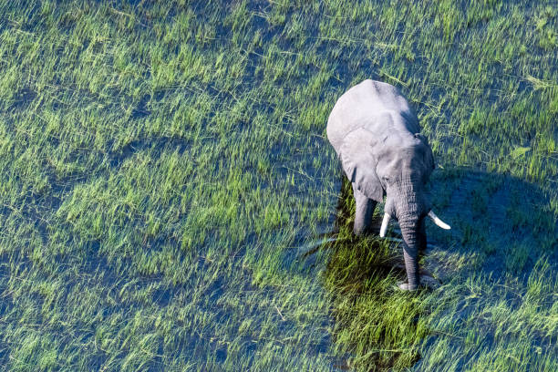 Free Stock Photo of Aerial View of an Elephants Head and Trunk ...