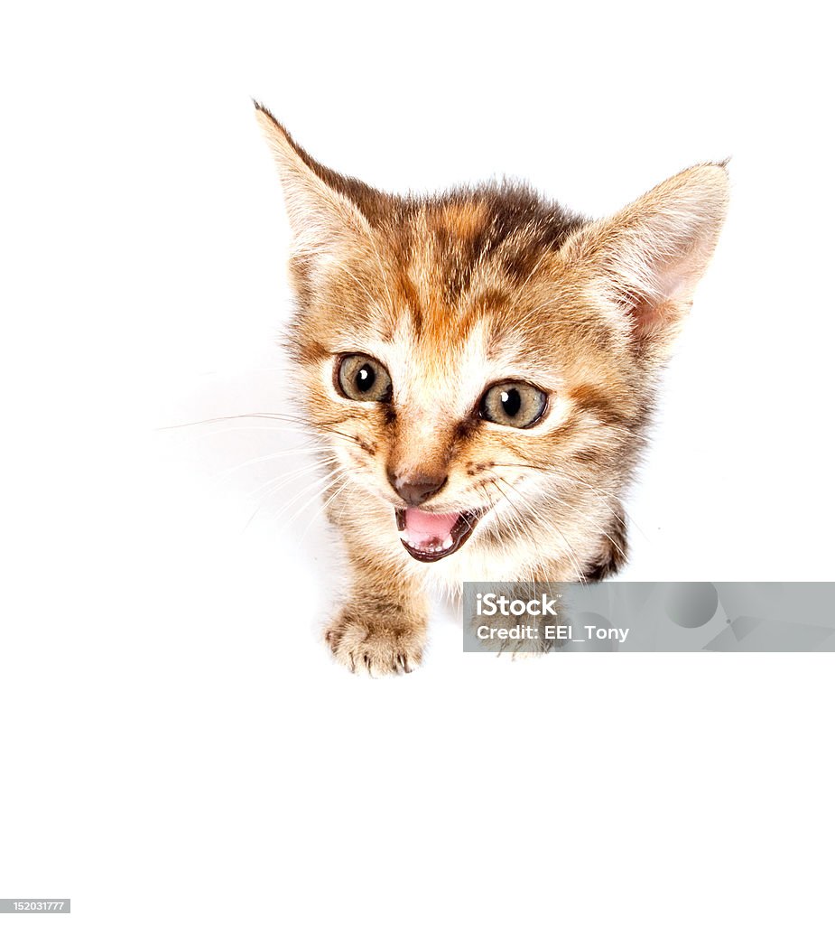 Tabby Kitten Looking Up And Crying Stock Photo - Download Image Now ... Tabby Kitten Looking Up And Crying Stock Photo - Download Image Now ...