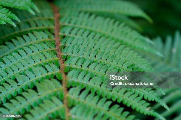 Makro Daun Pakis Dewasa Hijau Fokus Selektif Foto Stok Unduh Gambar