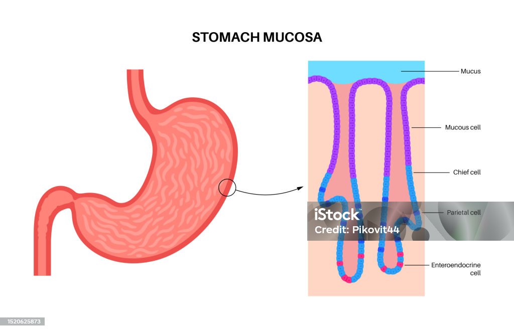 Mucous Membrane Structure Stock Illustration Download Image Now