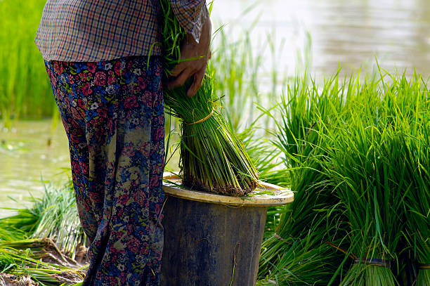 Free picture: wild, rice, field