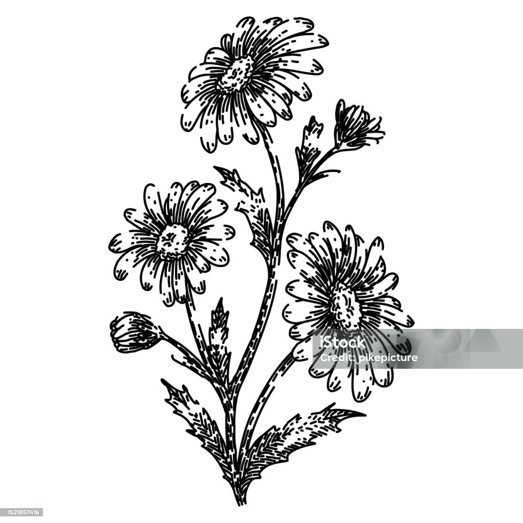 Plant Daisy Flower Sketch Hand Drawn Vector Stock Illustration