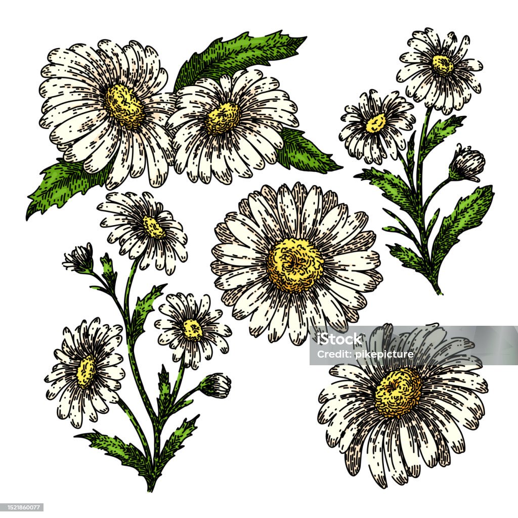 Daisy Flower Set Sketch Hand Drawn Vector Stock Illustration Download