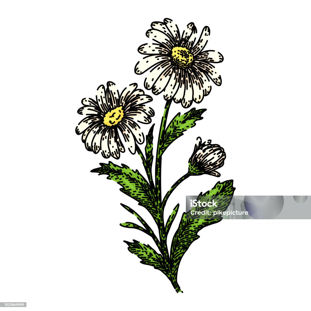 Nature Daisy Flower Sketch Hand Drawn Vector Stock Illustration