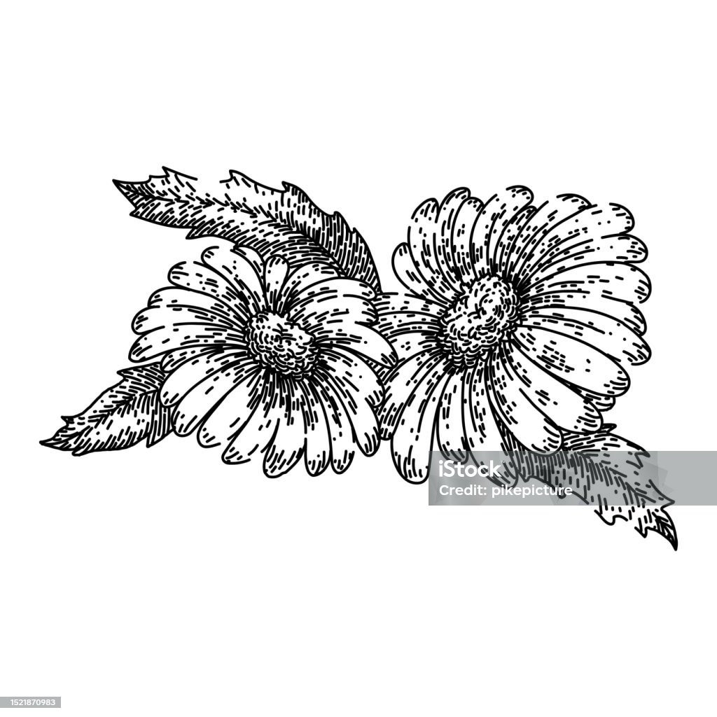 Floral Daisy Flower Sketch Hand Drawn Vector Stock Illustration