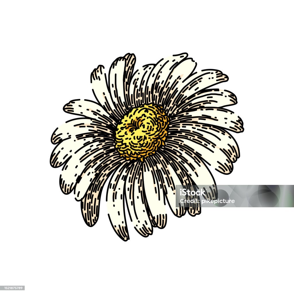 Floral Daisy Flower Sketch Hand Drawn Vector Stock Illustration