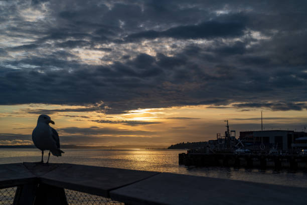 Free Stock Photo of Seattle Seagull | Download Free Images and Free ...
