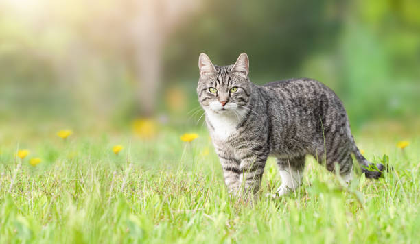 Free Stock Photo of Cat Standing in Grass | Download Free Images and ...