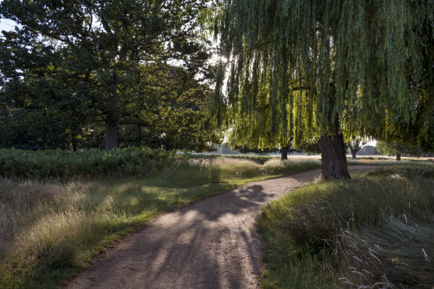 Free Stock Photo of Peaceful park path with morning sunlight | Download ...
