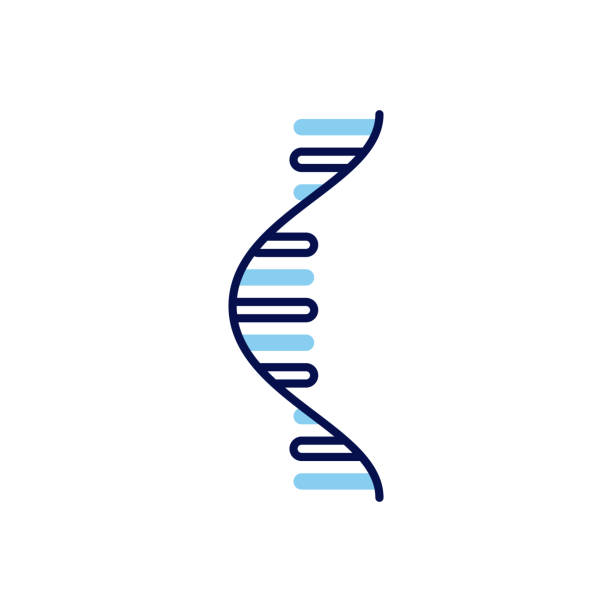 80 Vector Dna String Stock Illustrations Royalty Free Vector Graphics And Clip Art Istock