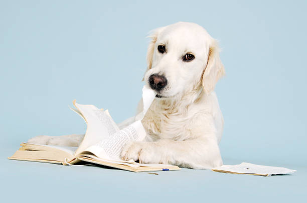 Dog Book Pictures | Download Free Images on Unsplash