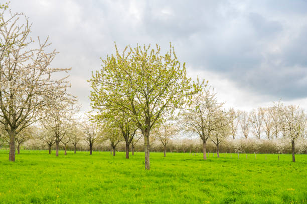 Spring into Action with Free HD Stock Photos & Images | 100,000 ...