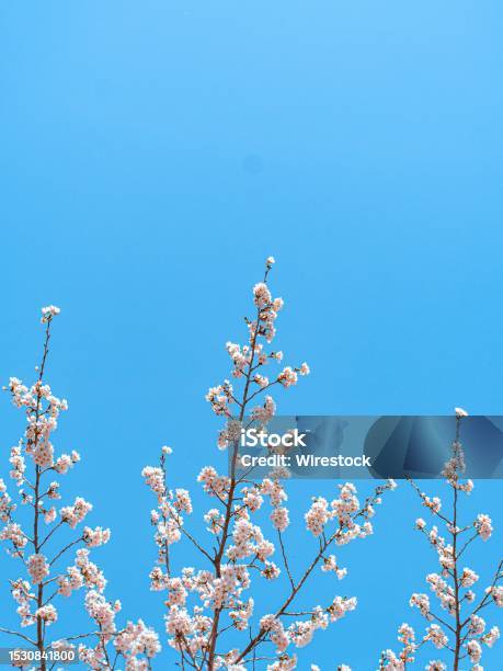 Pohon Dengan Cabangcabang Bunga Sakura Yang Lembut Dengan Latar ... Pohon Dengan Cabangcabang Bunga Sakura Yang Lembut Dengan Latar ...
