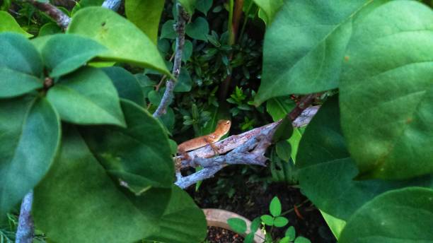 Free Stock Photo of Lizard Sitting on Fern Leaf | Download Free Images ...