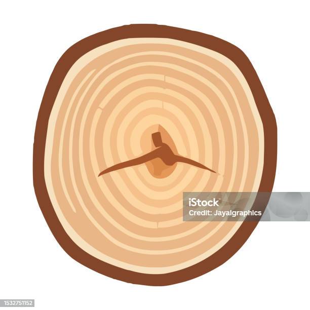 Anneau En Bois Tronc Darbre Coupe Transversale Du Tronc Darbre Tranche