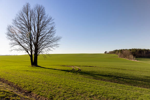 Free Stock Photo of Bare tree in an autumn field | Download Free Images ...