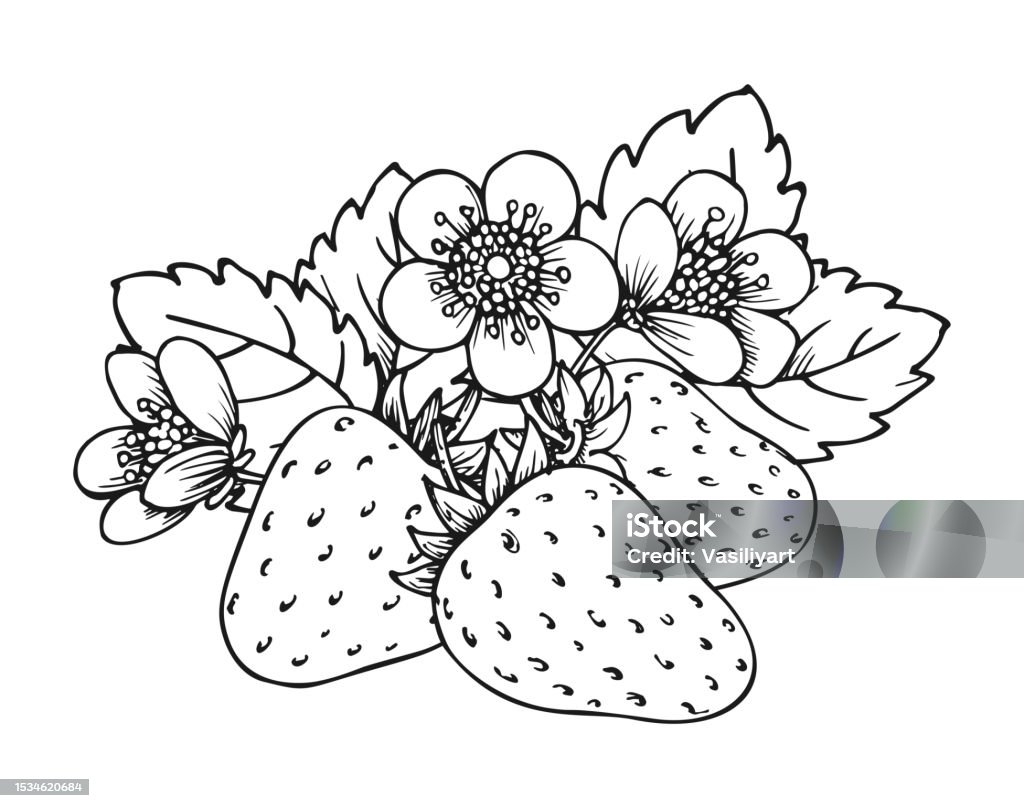 Strawberry Coloring Book Whole Ripe Sweet Fruit Stock Illustration