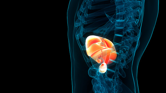 Photo Libre De Droit De Anatomie Interne Du Foie Dorgane Digestif