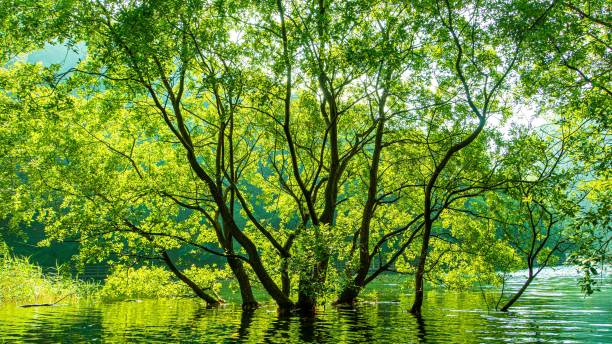 Free picture: Trees on shore of the Llanganuco lake in a natural park ...