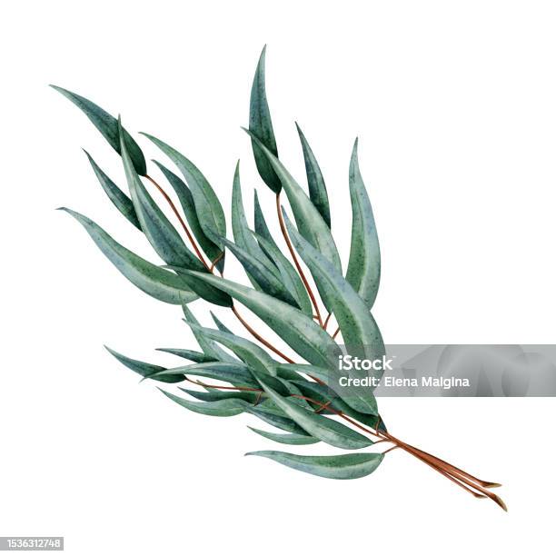 Bouquet Australien Deucalyptus De Branches Illustration Botanique